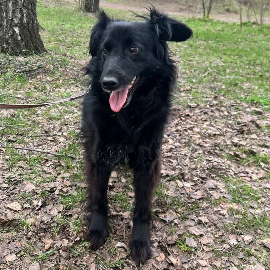 Взрослая собака в добрые руки
