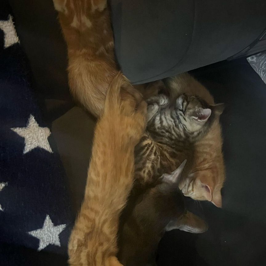Котята
