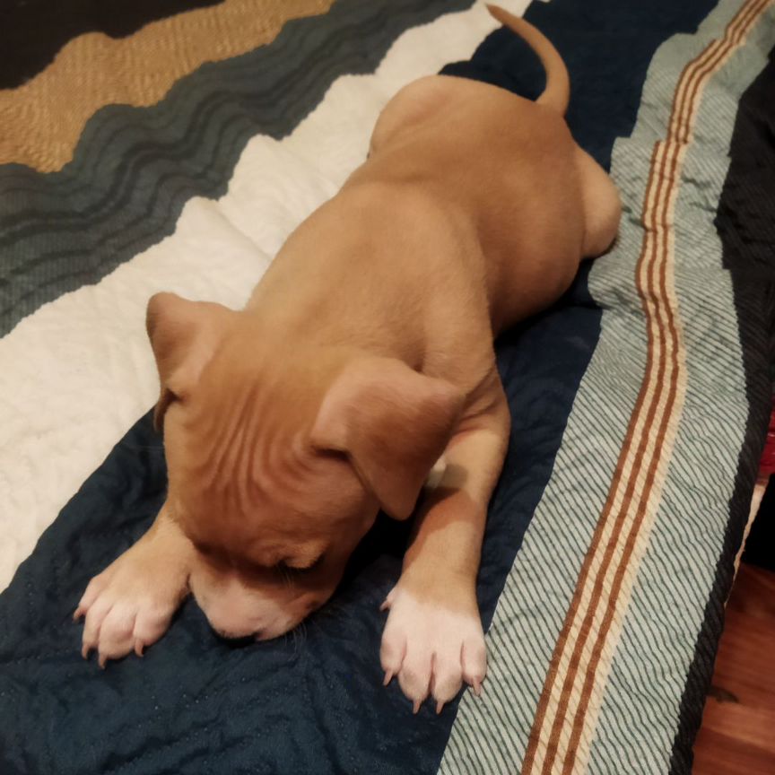 Американский стаффордширский терьер