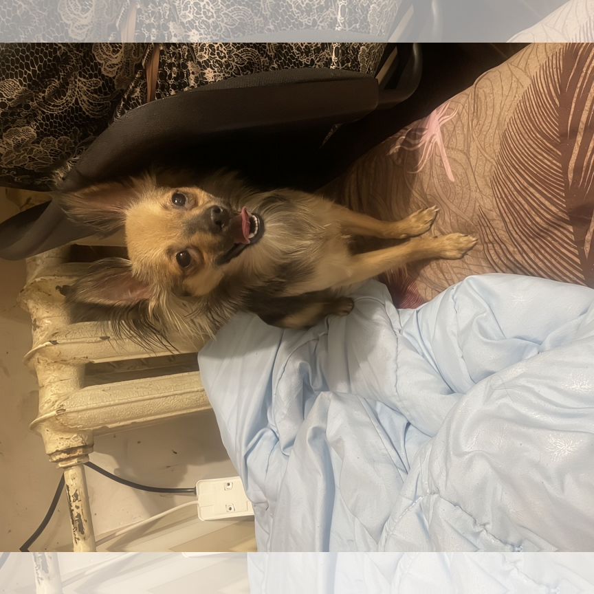 Длинношерстный той жених