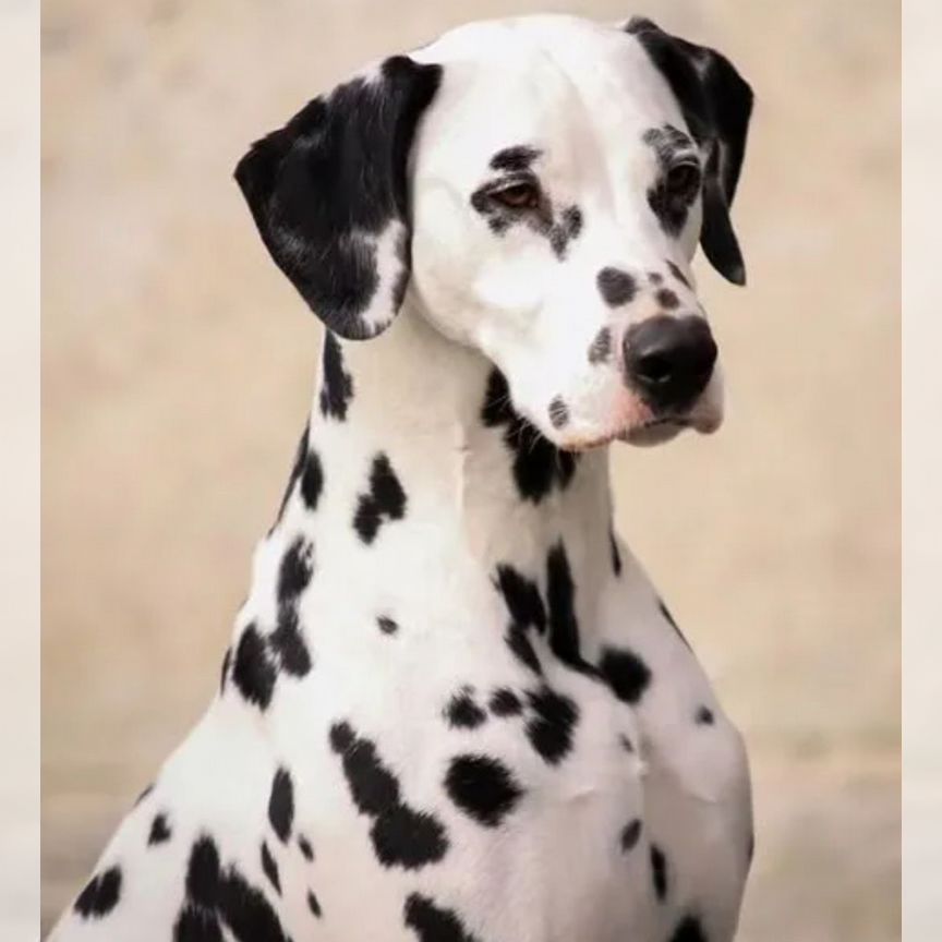 Далматин, щенок