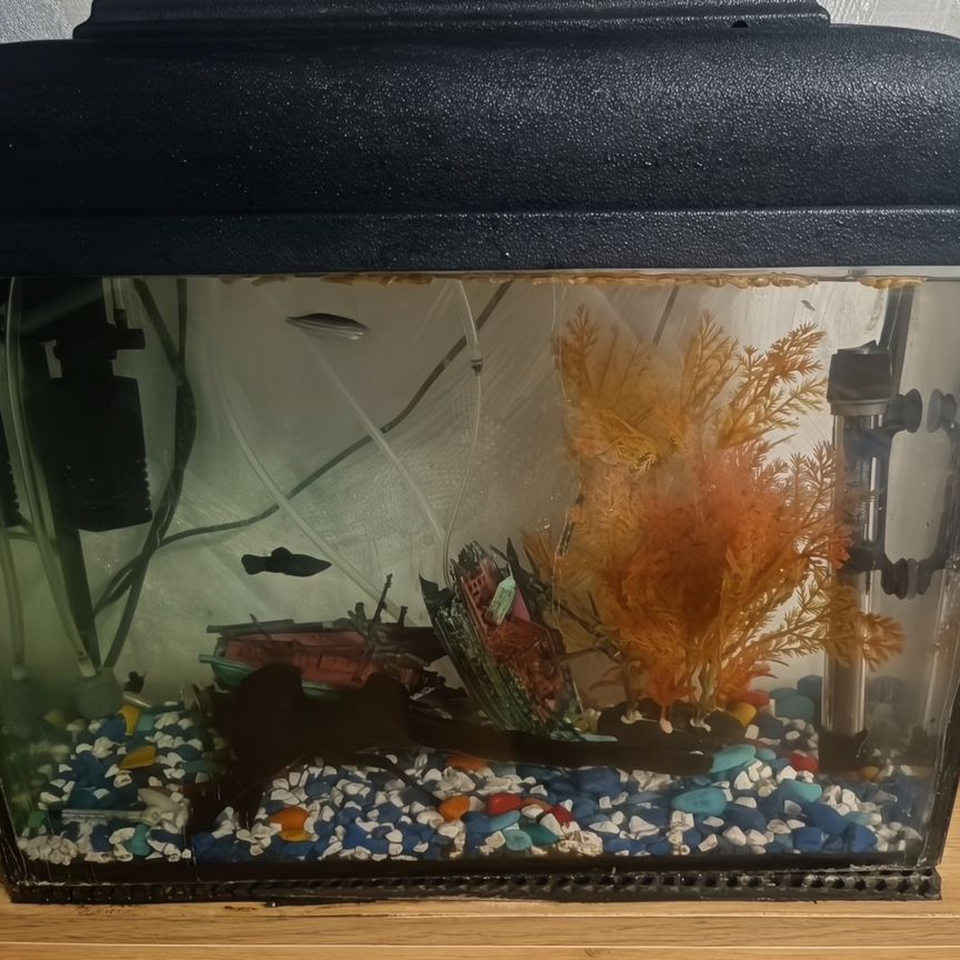 Аквариум с рыбками