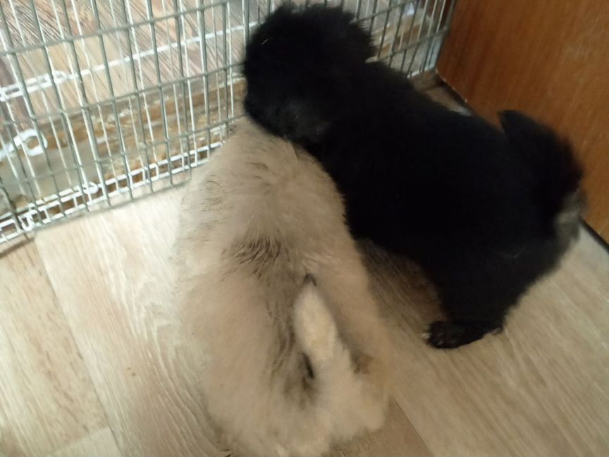 Щенки пекинеса