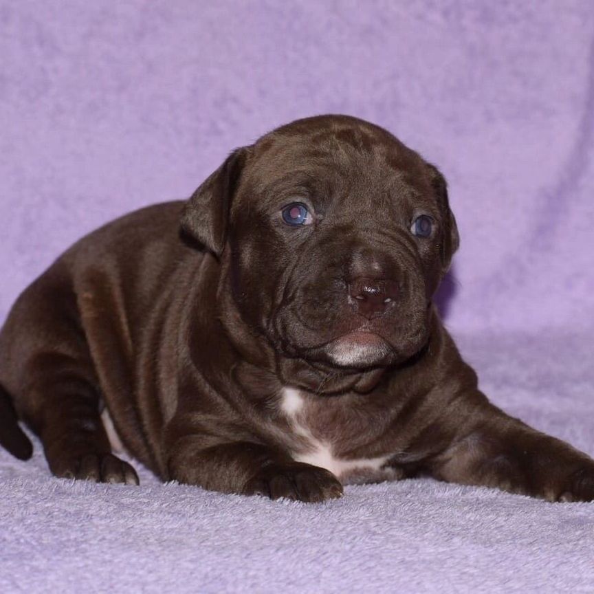 Шоколадные щенки