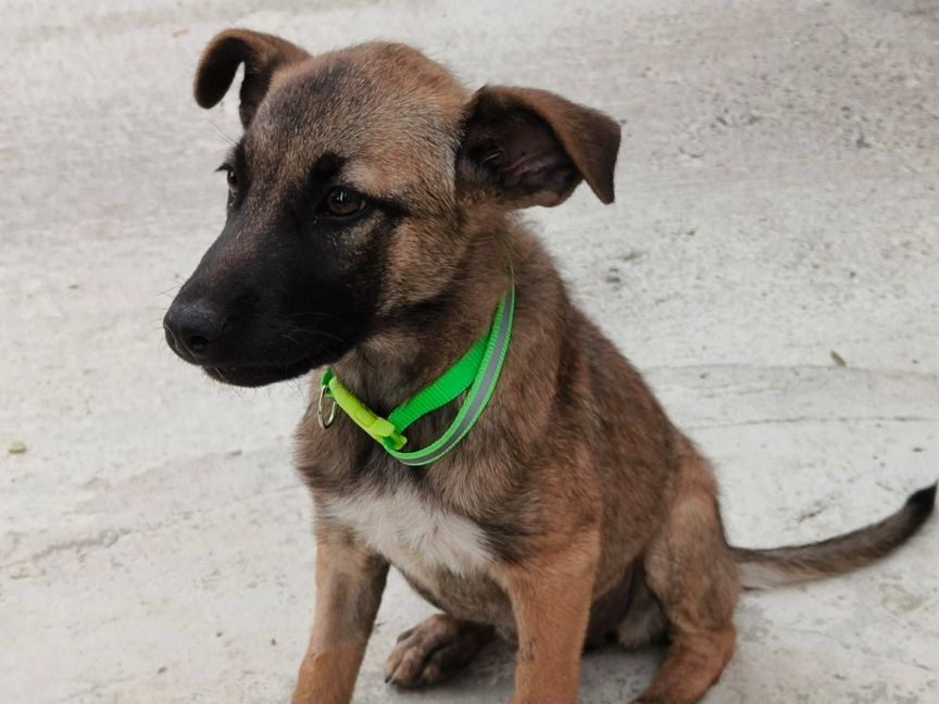 Умница и красавица с гарантией стерилизации