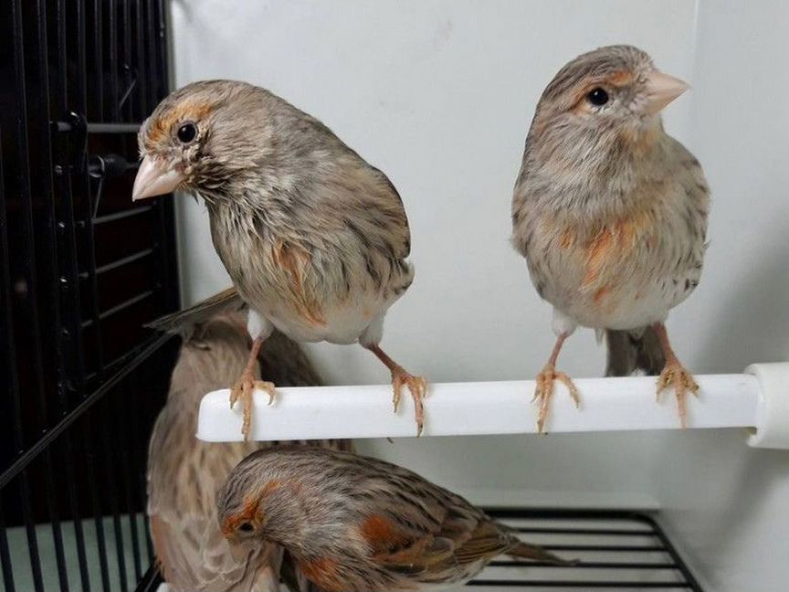 Кенар серый