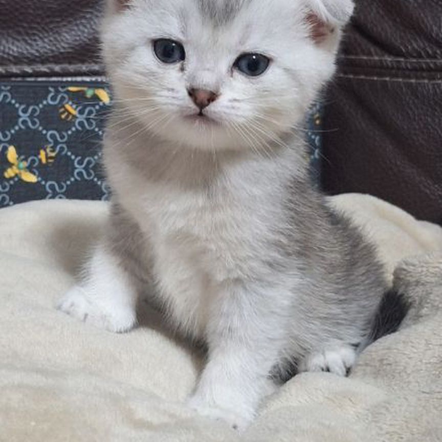 Шотландский вислоухий короткошёрстный котёнок