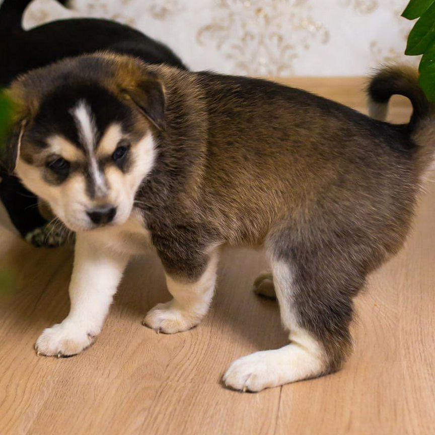 Лайка, щенок