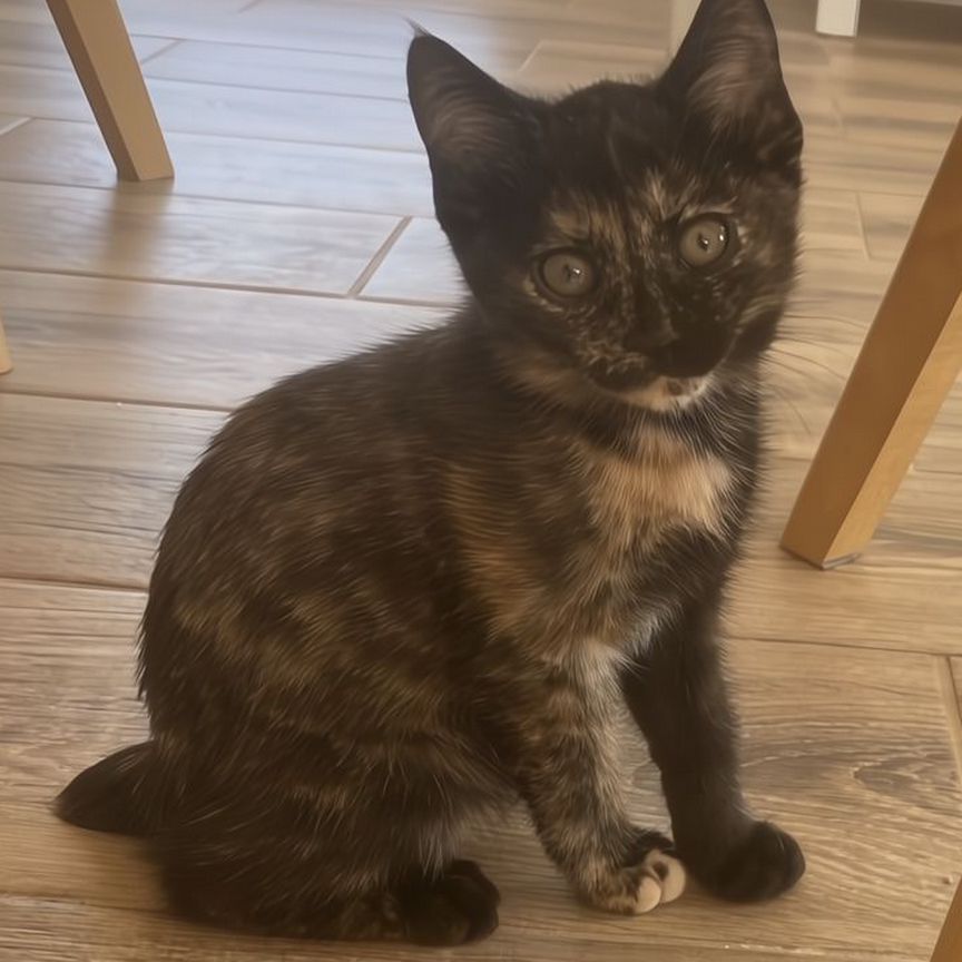 Курильский бобтейл короткошёрстный котёнок