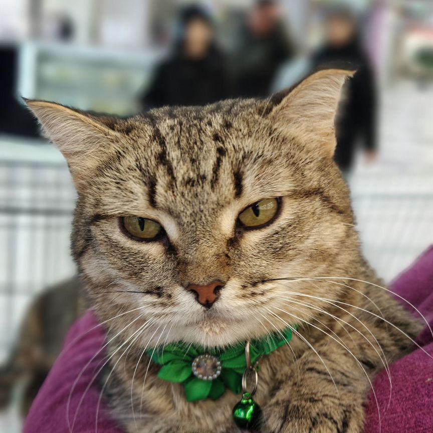 Кошка Прайда