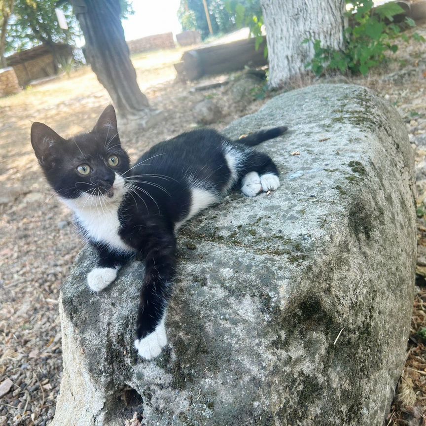 Котенок девочка, 3,5 месяца