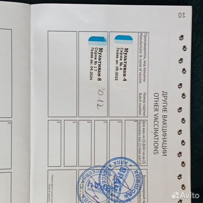 Продается русско-европейская лайка
