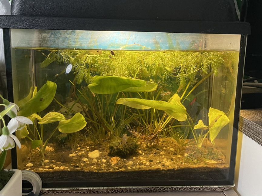 Аквариум 10 литров с рыбками и живыми растениями