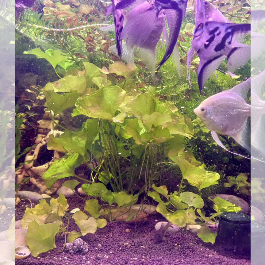 Аквариумные растения