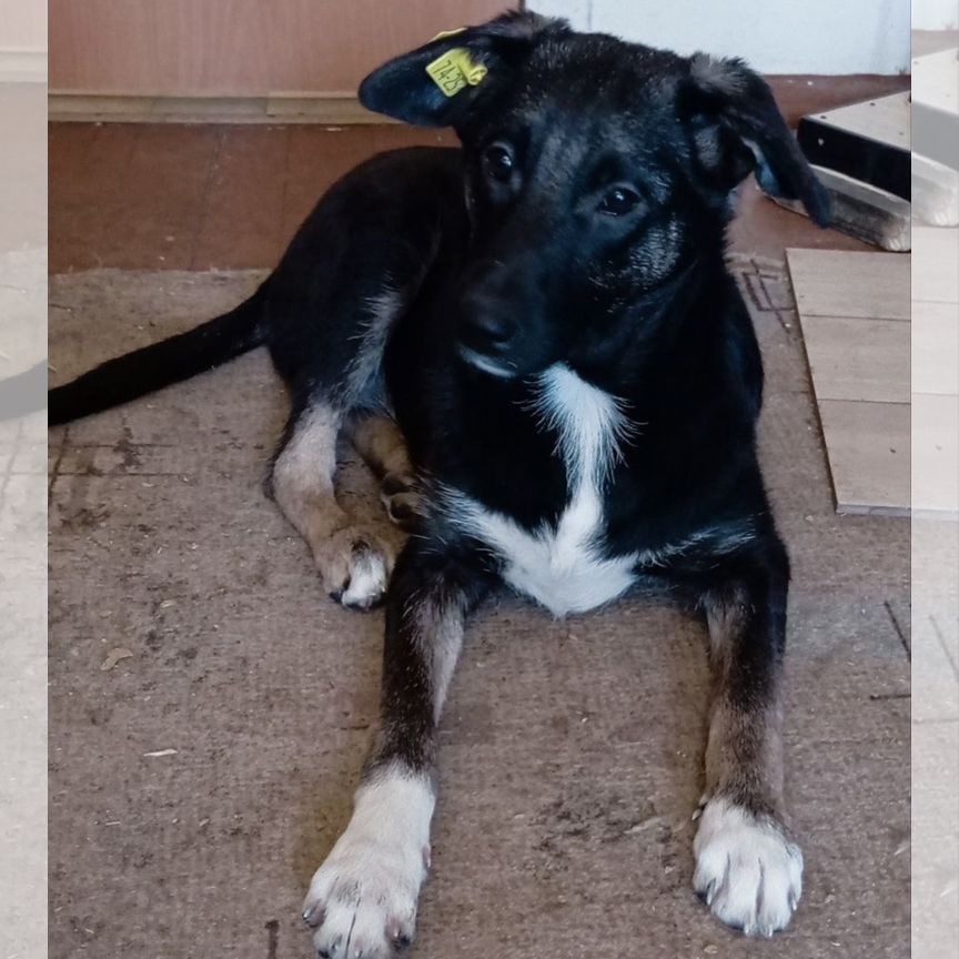 Щенок в добрые руки