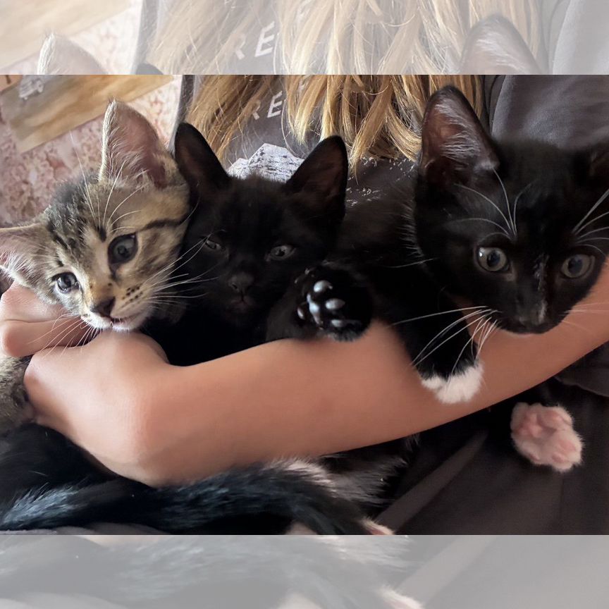 Котята в добрые руки