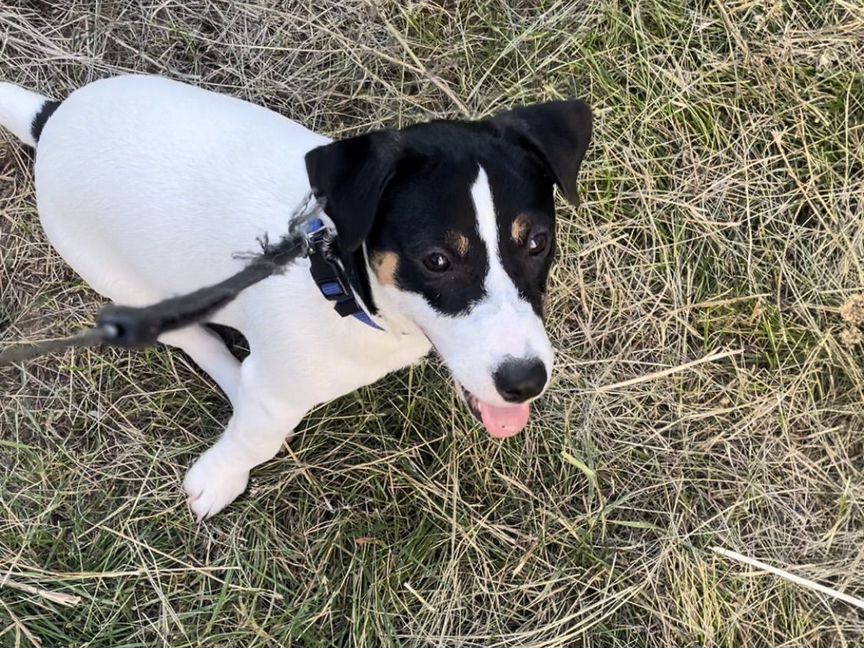 Джек рассел вязка