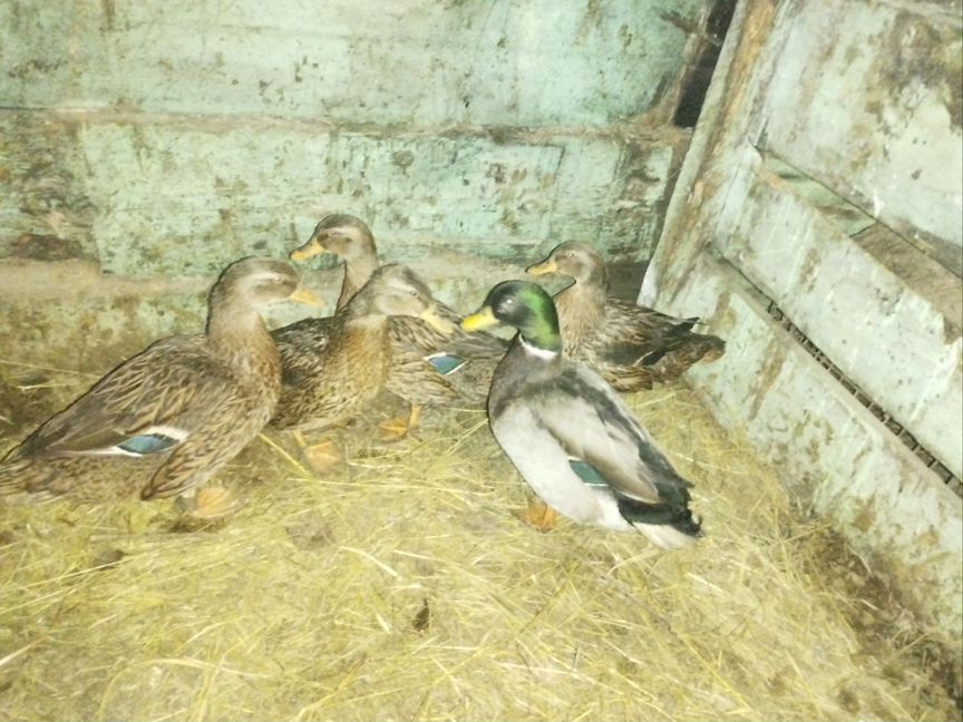 Утки подсадные для охоты