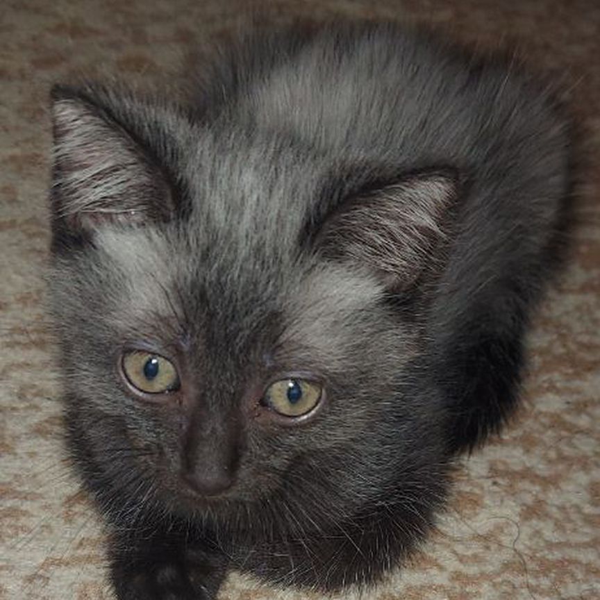 Тайский котёнок