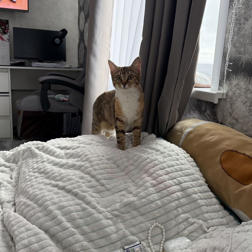 Взрослая, кошка в добрые руки