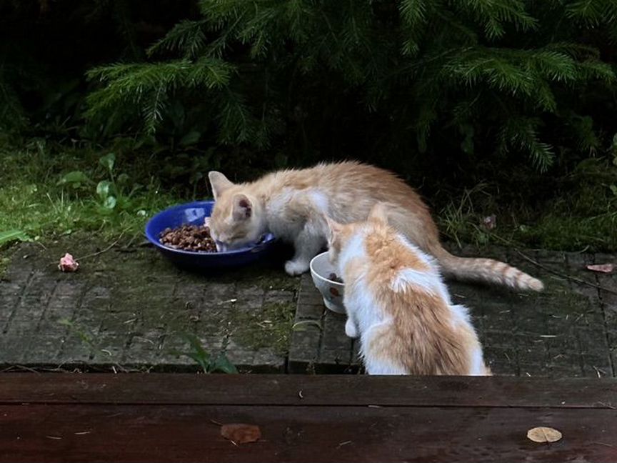 Котята в добрые руки