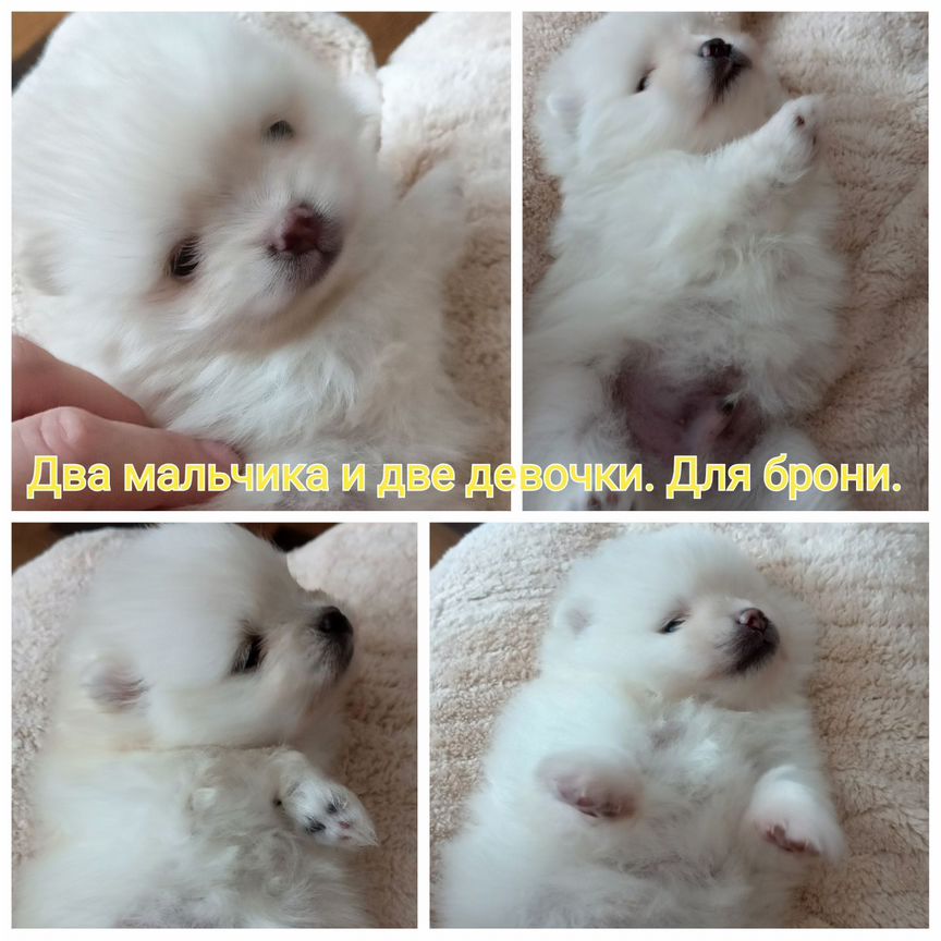 Шпици малыши