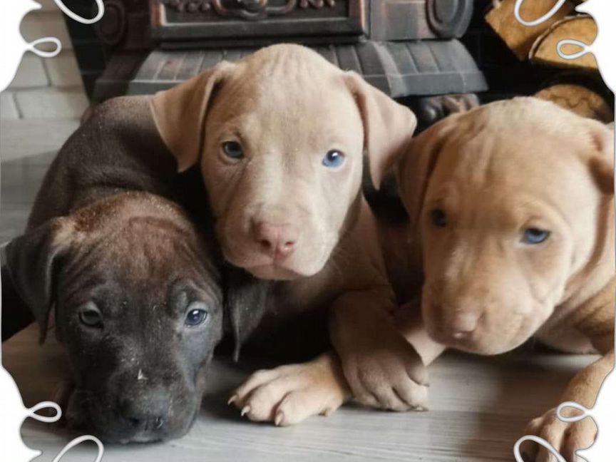 Малыши питбуля