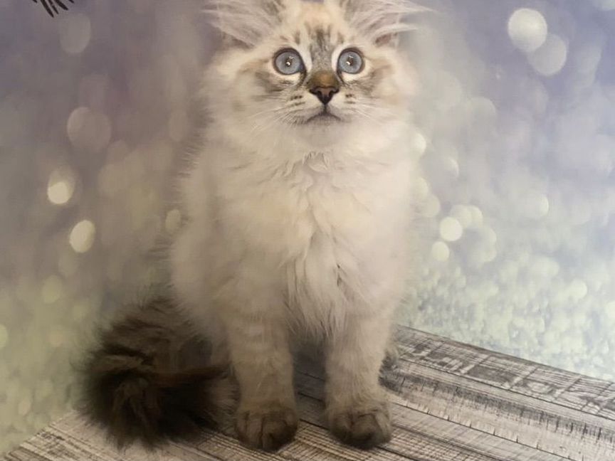 Невский маскарадный котик