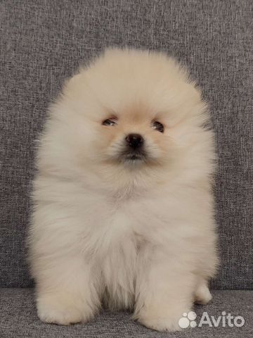 Померанский шпиц мини