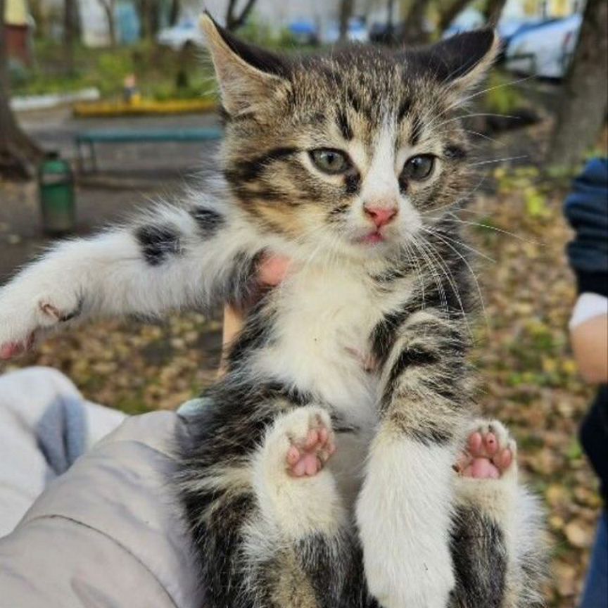 Котята в добрые руки бесплатно