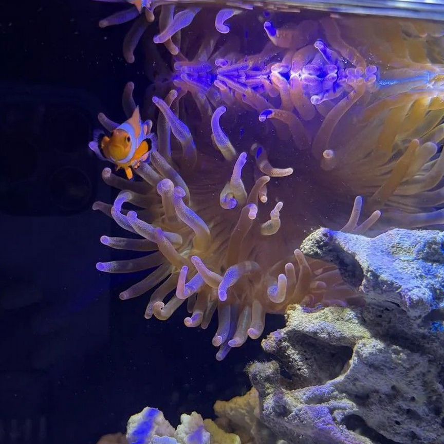 Морской аквариум