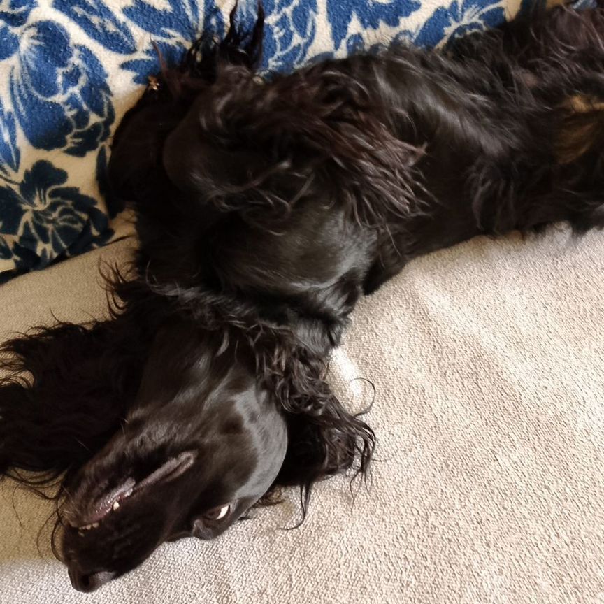 Русский охотничий спаниель, вязка