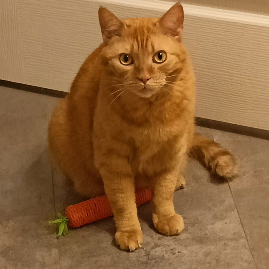 Взрослый кот в добрые руки