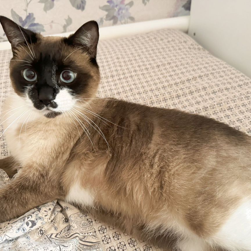 Котики бесплатно
