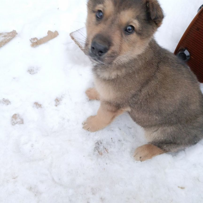 Крепыш ищет родителей