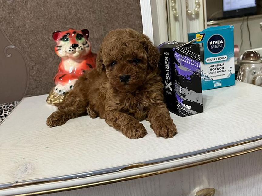 Маленький принц той-пудель