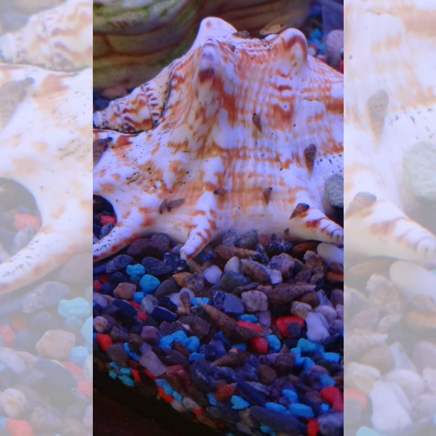 Гуппи, мелании