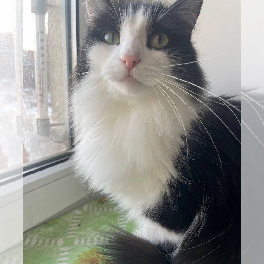 Кошка добрая ласковая нужна семья