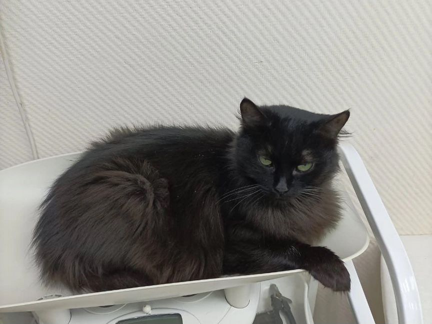 Черная кошечка ищет дом