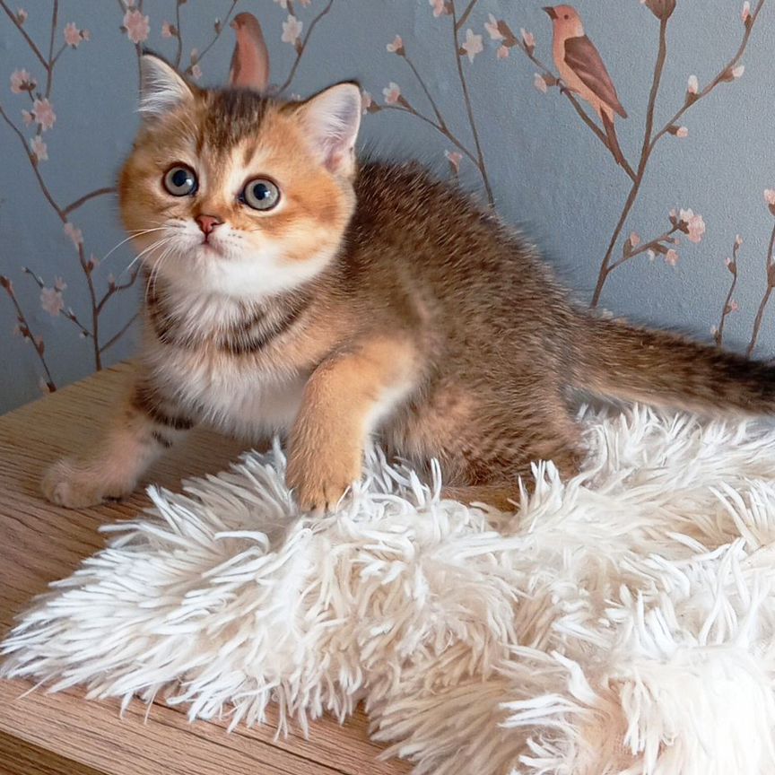Шотландский прямоухий короткошёрстный котёнок
