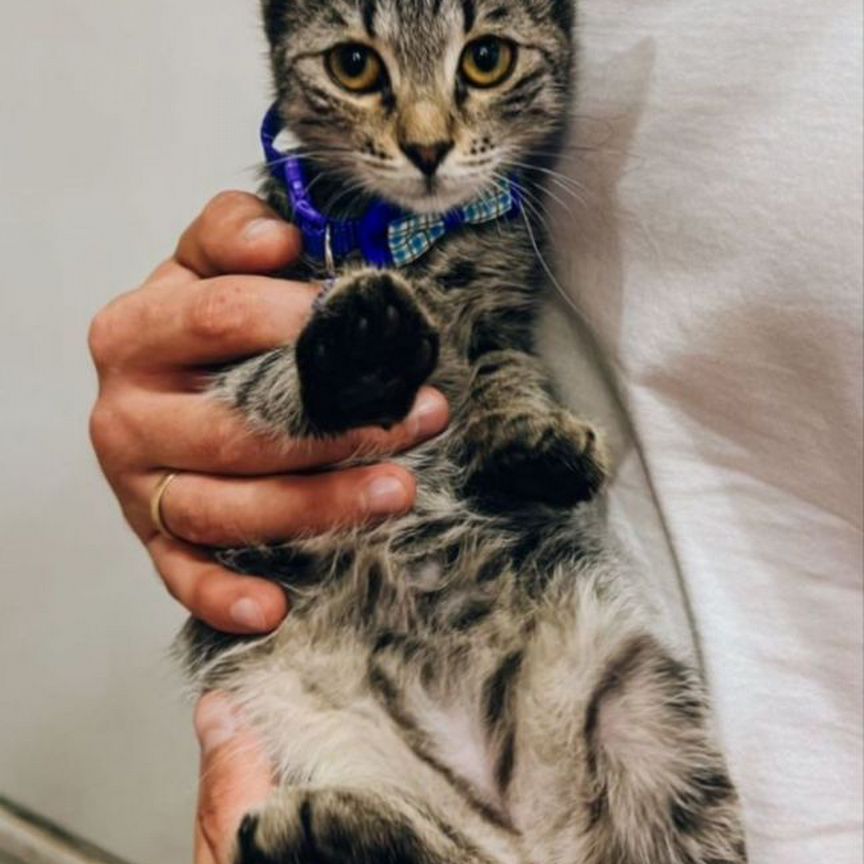 Котенок Бантик