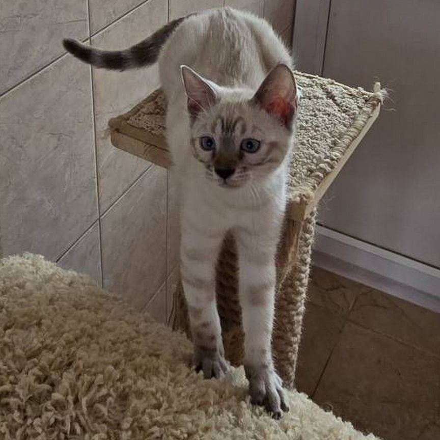 Бенгальская кошечка