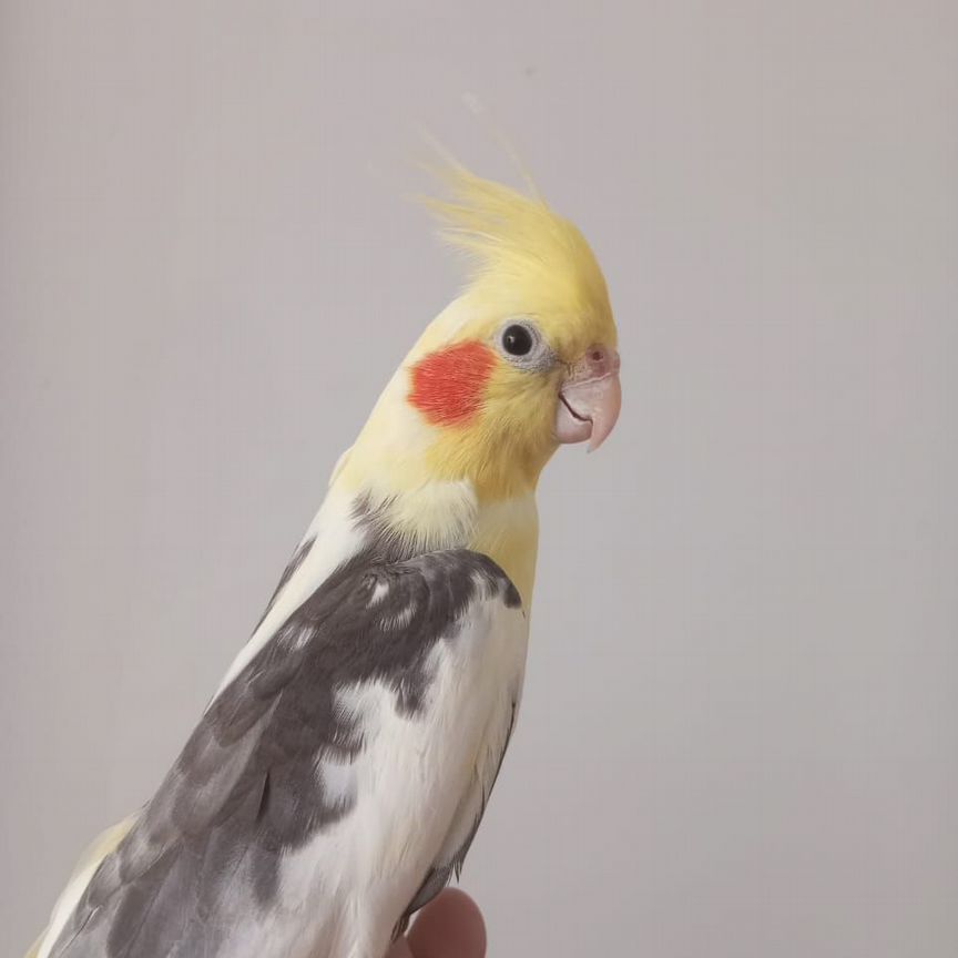 Ручной Попугай корелла самец