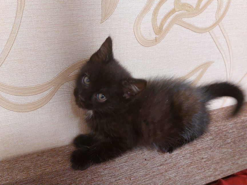 Кошки