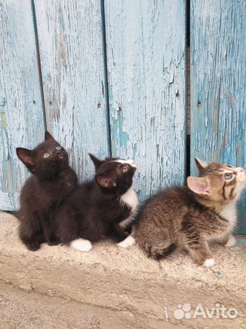 Котята
