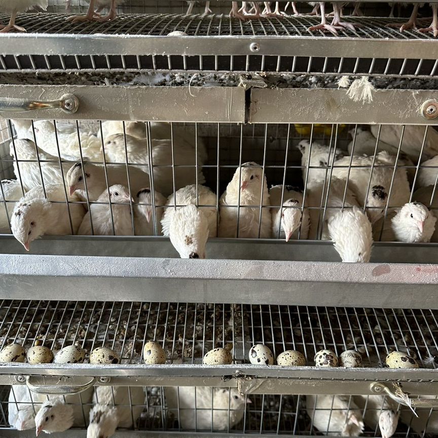 Перепела разных возрастов