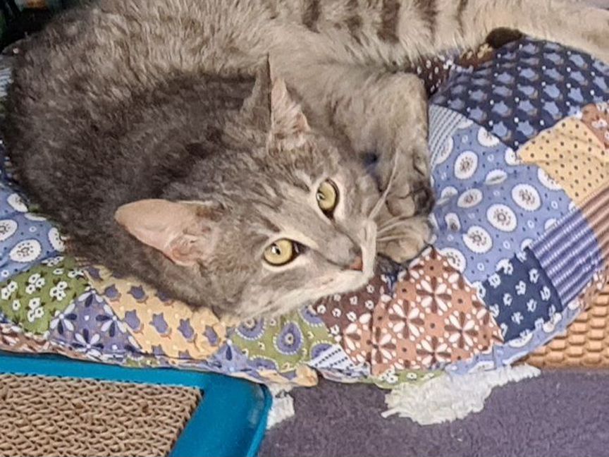 Добрыня в добрые руки