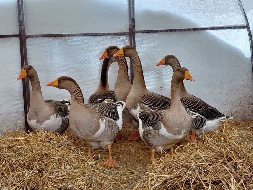 Яйцо домашнее инкубационное
