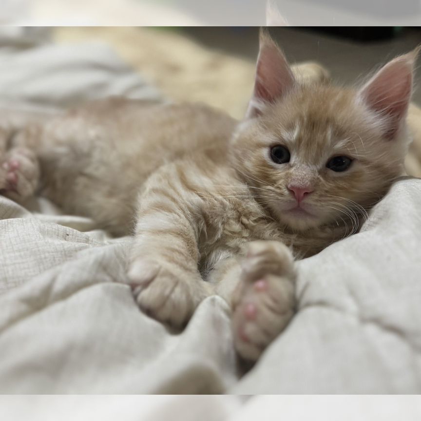 Мейн-кун котёнок