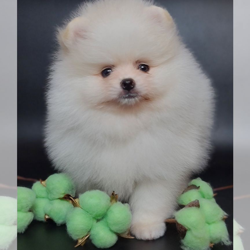 Померанский шпиц мальчик